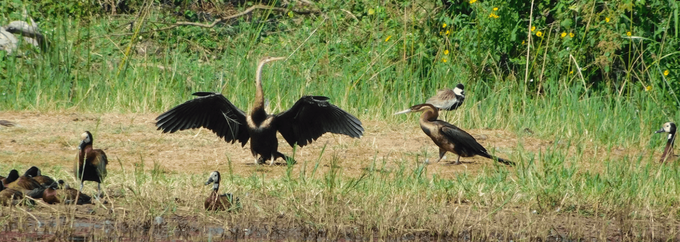 Birdwatching Safari in Akagera and Nyungwe Forest