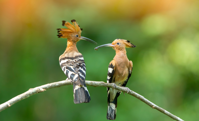 Birdwatching Safari in Akagera and Nyungwe Forest