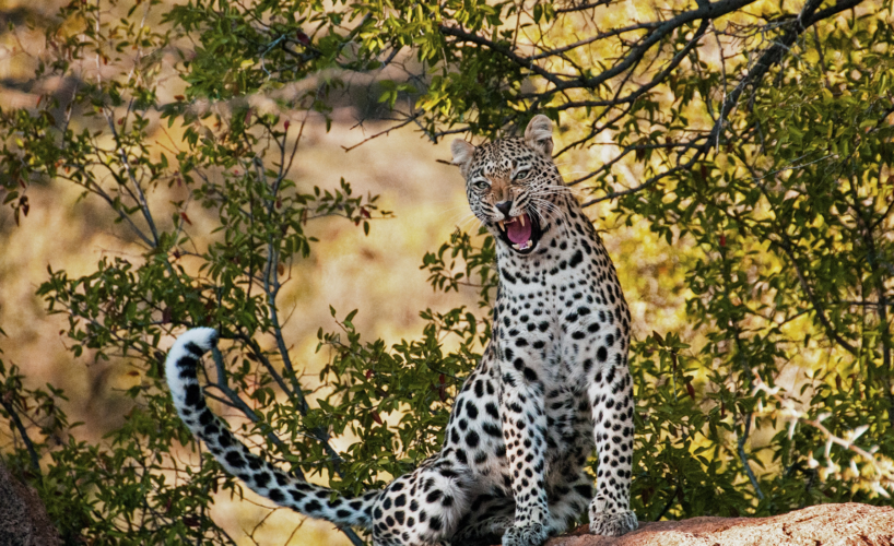 Uncover Uganda's Beauty with the Big Five, Gorillas & Culture