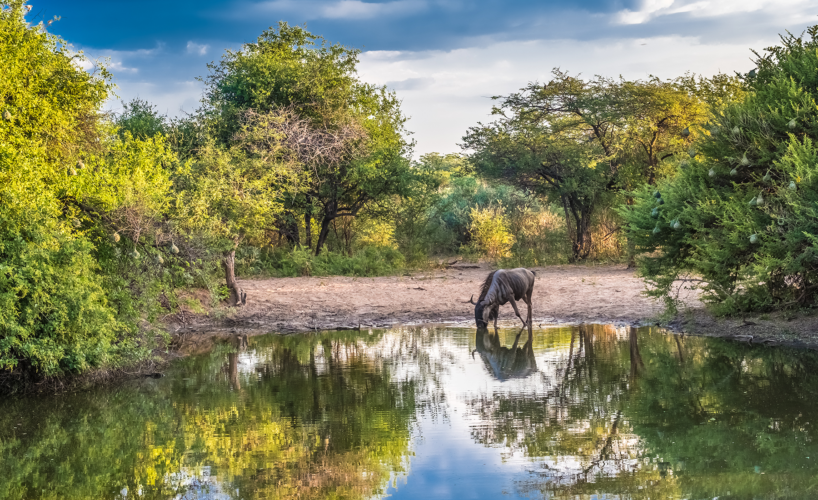 Explore the Breathtaking Biodiversity on this Wildlife Safari - Rwanda