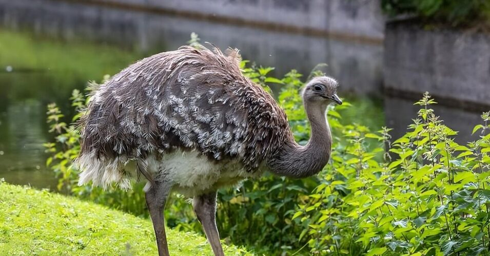 Six birds that cannot fly! - Paanvuu Safaris