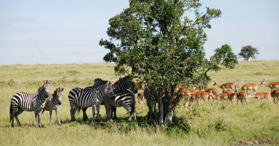 Understanding Zebra Markings: Stripes vs. Spots