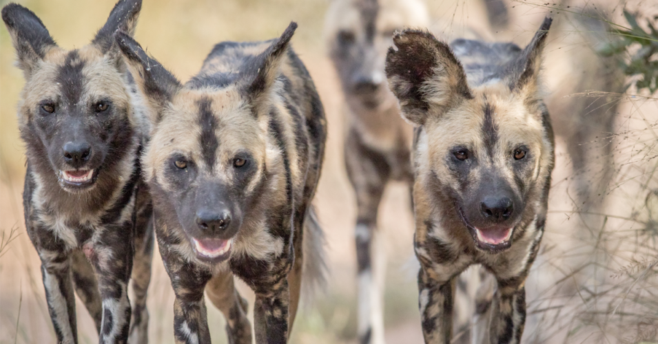 Understanding African Wild Dogs' Cooperative Hunting