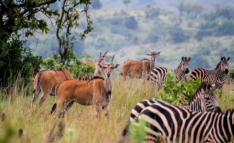 Travel Responsibly in Kenya and Explore the Magic of Africa