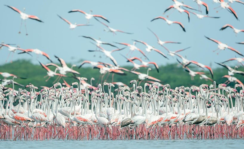 Africa's Best Birdwatching Destination Picks - Paanvuu Safaris